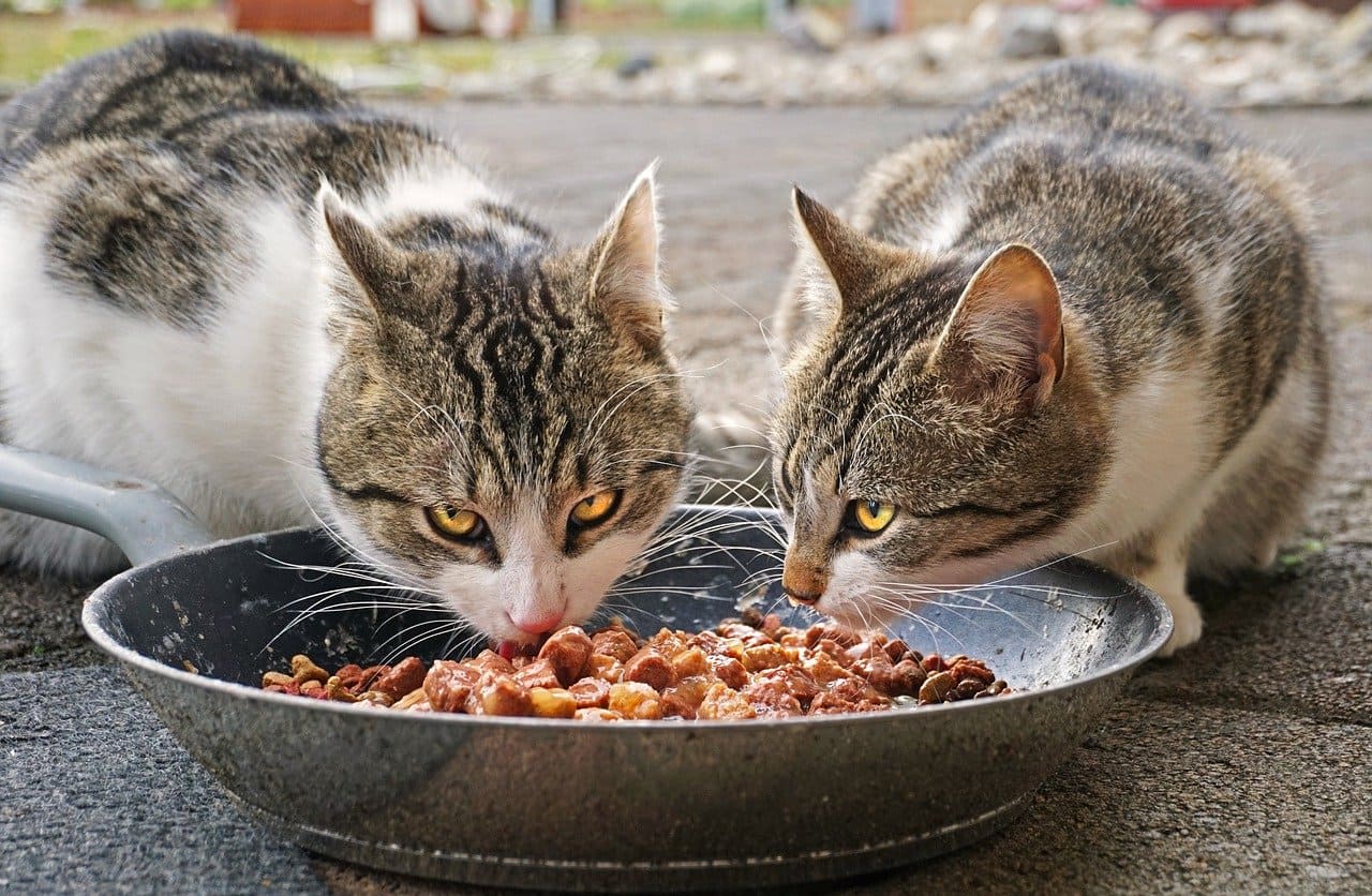La mejor comida para gatos - Barakaldo Vet Shop