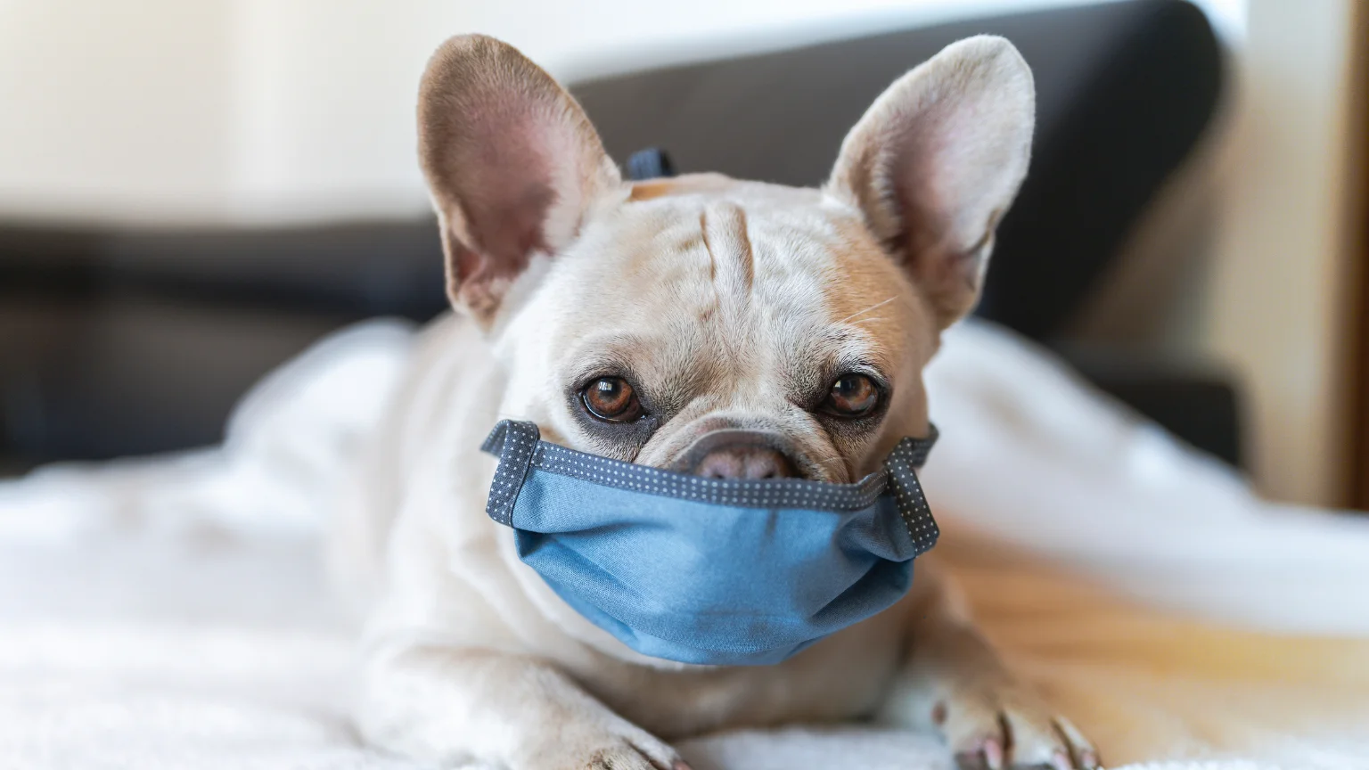 Los 10 parásitos de perros más comunes que todos debemos conocer ...